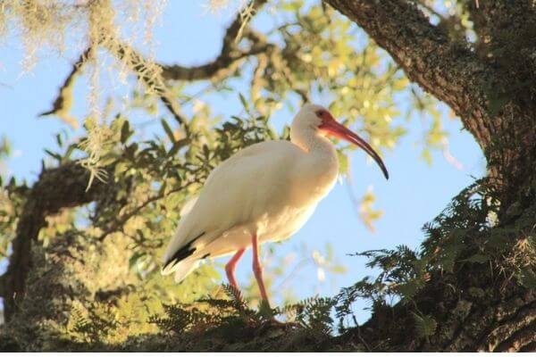 Your Ultimate Guide to SEWE: The Southeastern Wildlife Exposition | Pam ...
